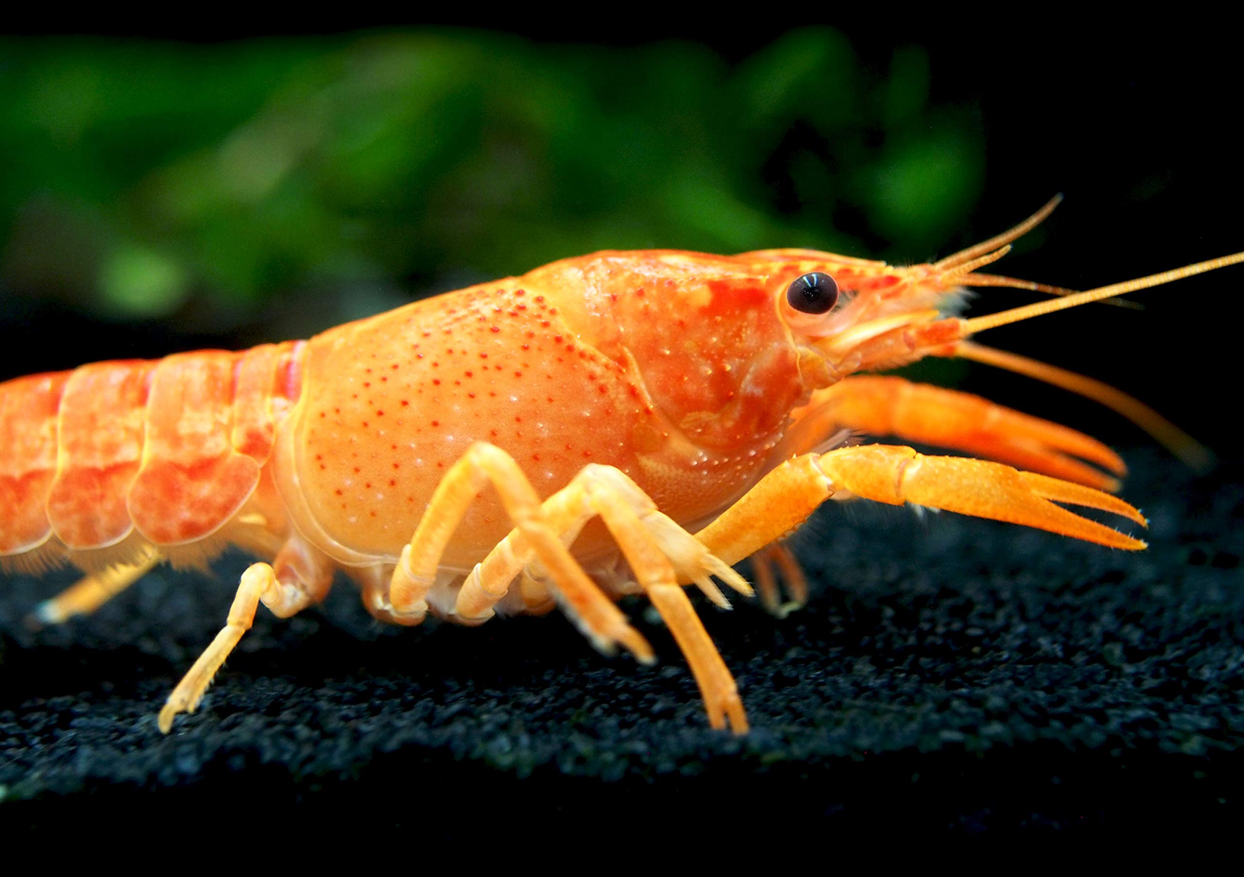 Aquatic Arts 1 Male Neon Red Crayfish | Live Freshwater Aquarium Lobster / Crawfish / Crawdad / Real Living Fish Tank Pet