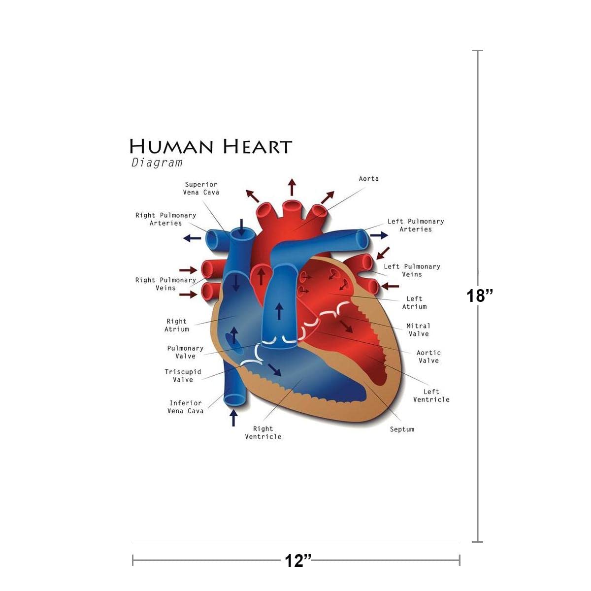 Human Heart Diagram Anatomy Diagram Educational Chart Cool Wall Art Print Poster 12x18