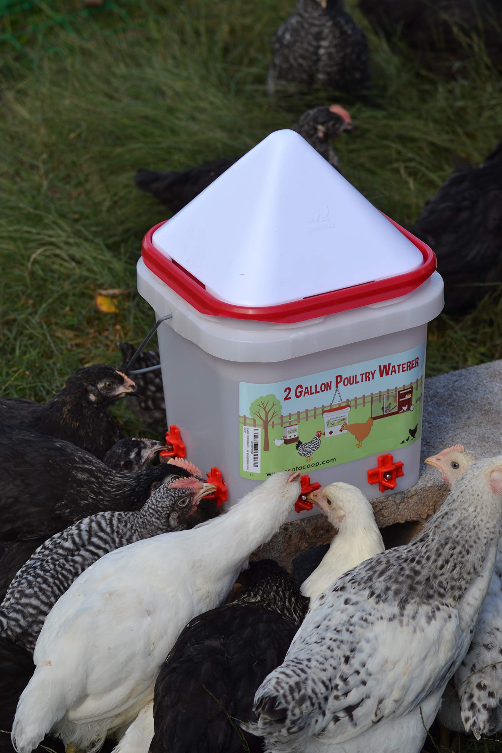RentACoop 2 Gallon Chicken BPA-Free Plastic Bucket Waterer Set with 4 Horizontal Nipples - Corner Placement
