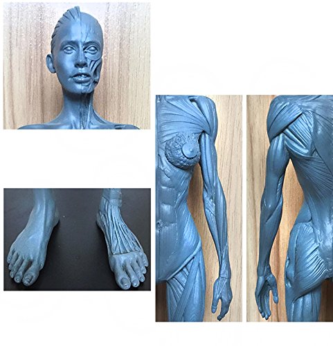 Oubo Dental New Female Anatomical Anatomy Skull Head Body Model Muscle Bone (30cm) Height