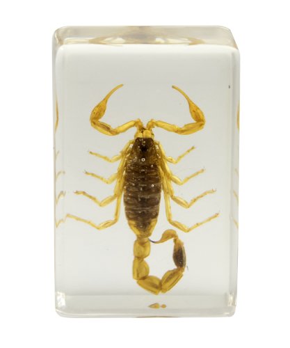 Celestron 44407 3D Bug Specimen Kit #1 (Black, Brown, Yellow)