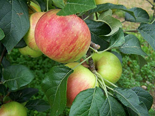 Common Apple Tree Seeds for Planting, 15+ Fruit Tree Seeds Per Packet, (Isla's Garden Seeds), 70-90% Germination in Good Conditions, Malus pumila, Botanical Name: Malus pumila, Great Home Garden Gift