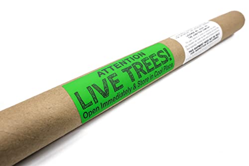 Giant Sequoia | Small Tree Seedling | The Jonsteen Company