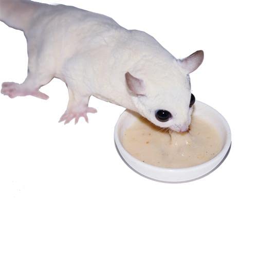 Sugar Glider Complete Food Starter Package - Nutritionally Complete Pellet Diet & High Protein Supplemental Food for Sugar Gliders⦠(2 Piece Set)