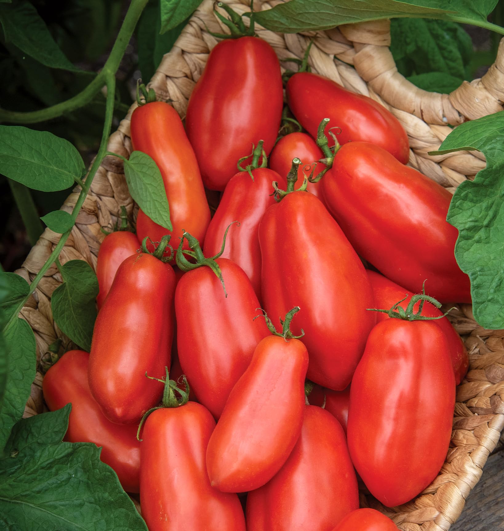 Burpee 'San Marzano' Heirloom, Paste Tomato, 75 Non-GMO Seeds