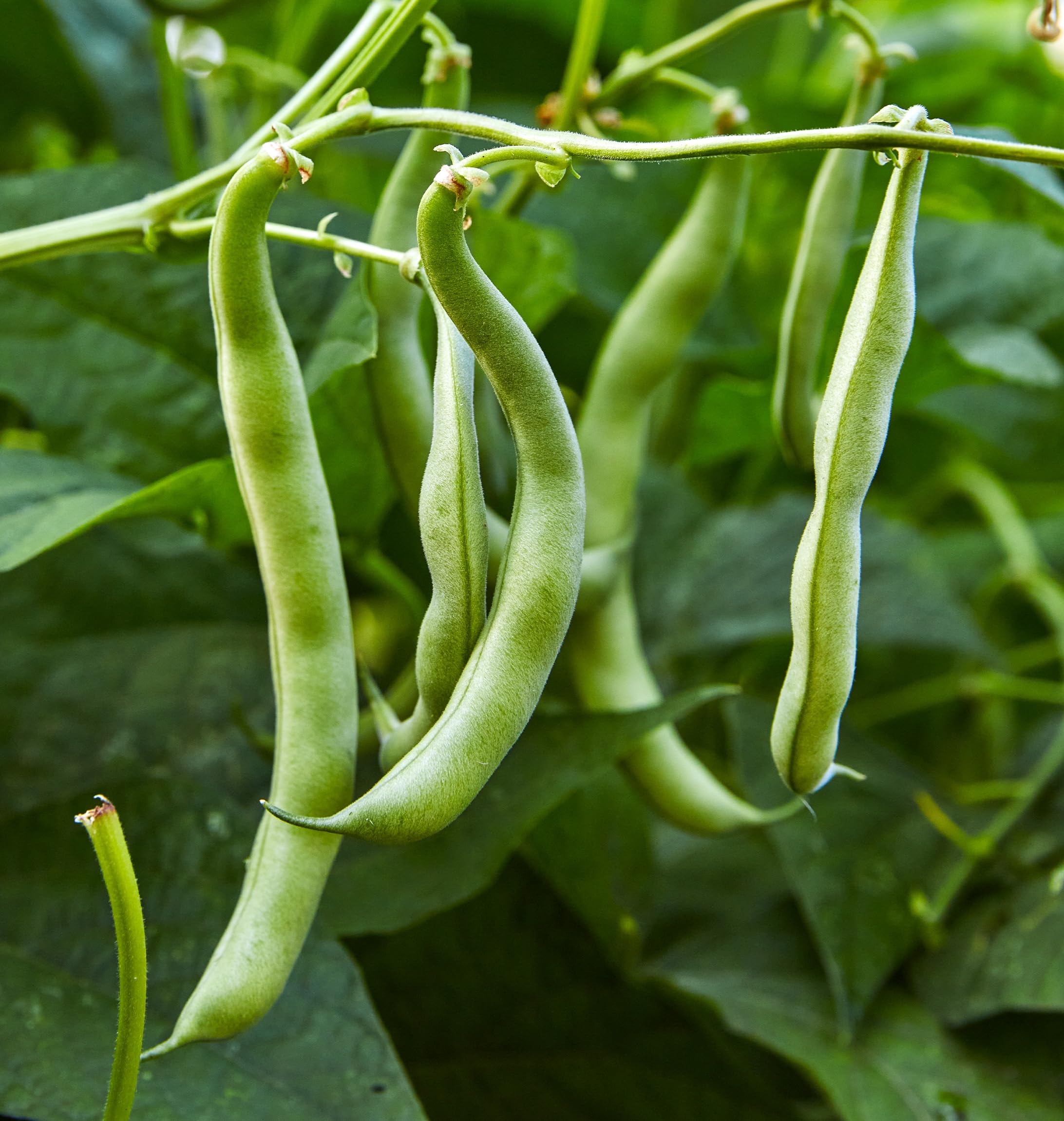 Burpee Blue Lake 47 Bush Bean Seeds 8 ounces of seed