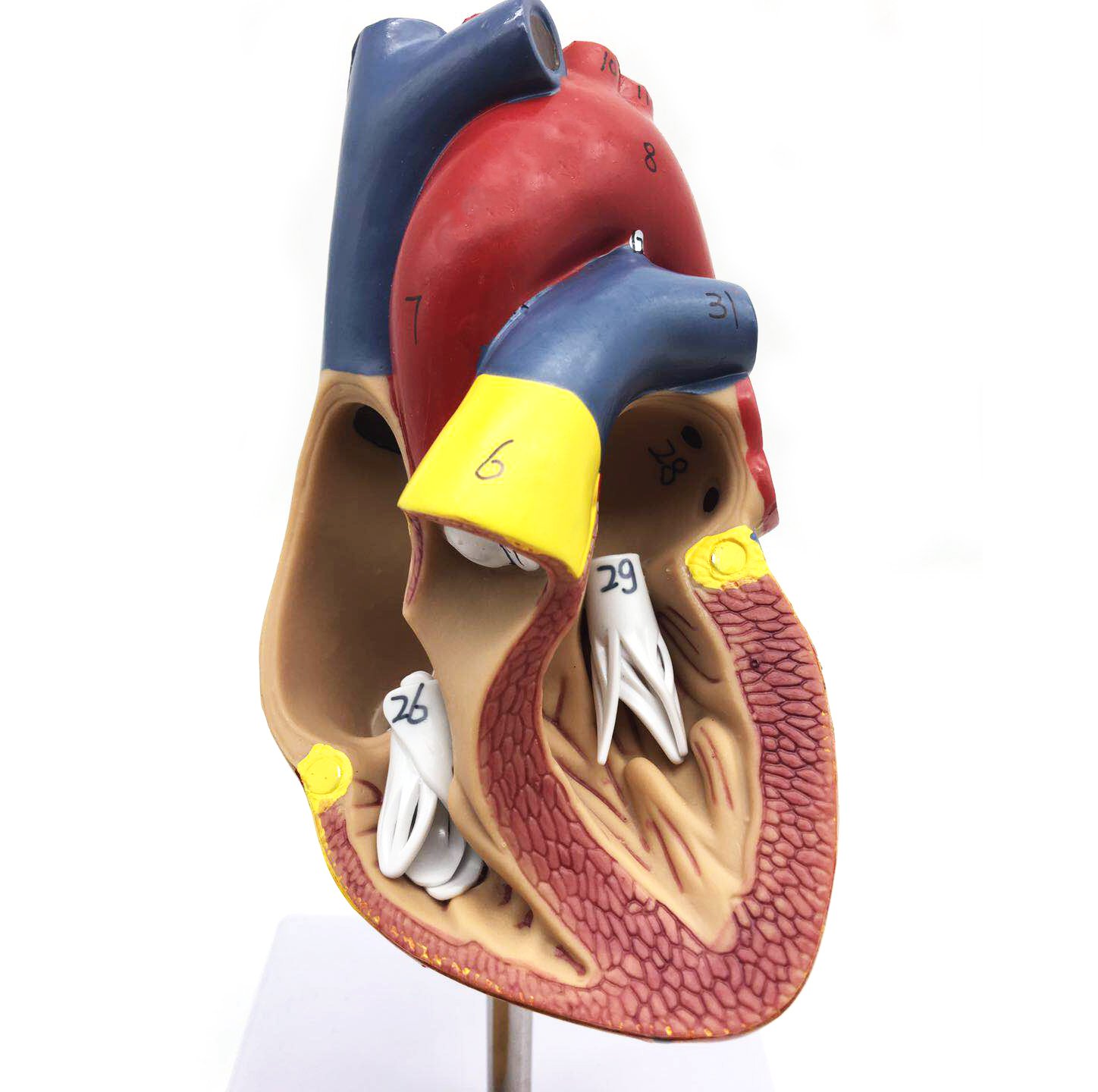 XINDAM 1: 1 Human Heart Model, Anatomically Accurate Heart Model Life Size Human Skeleton Anatomy for Science Classroom Study Display Teaching Medical Model
