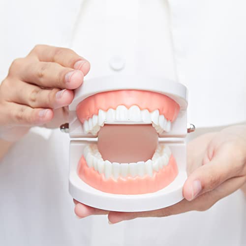 Dental Teeth Model, Standard Teeth Model, Denture Mouth Model Demonstration for Kids Dental Teaching Study Supplies