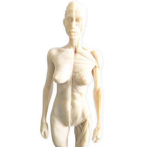 HUBERY MODEL 11 Inch Female Human Anatomy Model of Art Anatomy Figure(White)