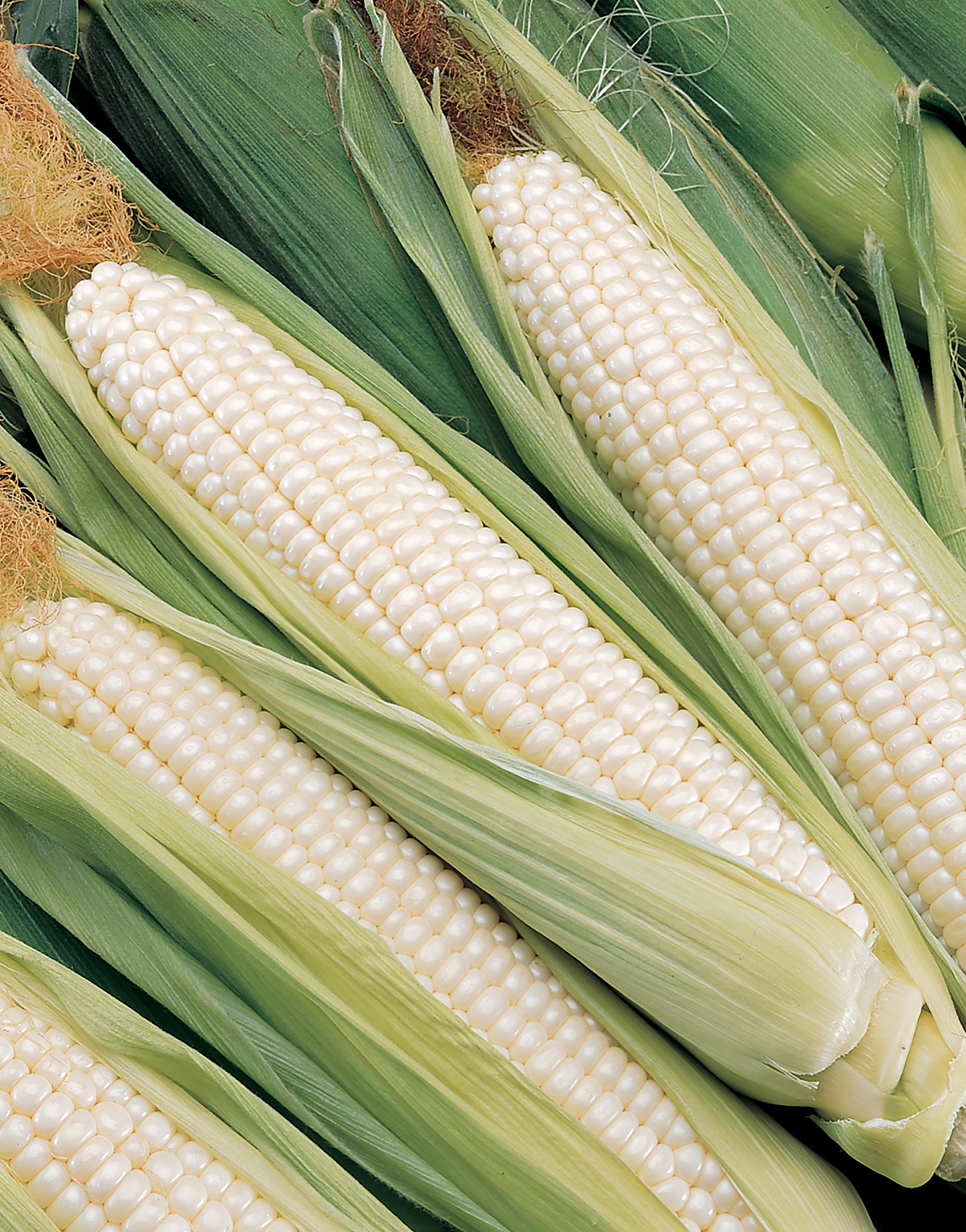 Burpee Silver Choice Sweet Corn Seeds 200 seeds