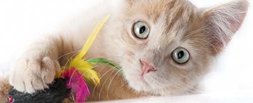 cat Immune System Support - Immune System Booster - CAT Treats - Premium Complex Blend - Powerful - Milk Thistle for Cats - 180 Treats (3 Bottle)