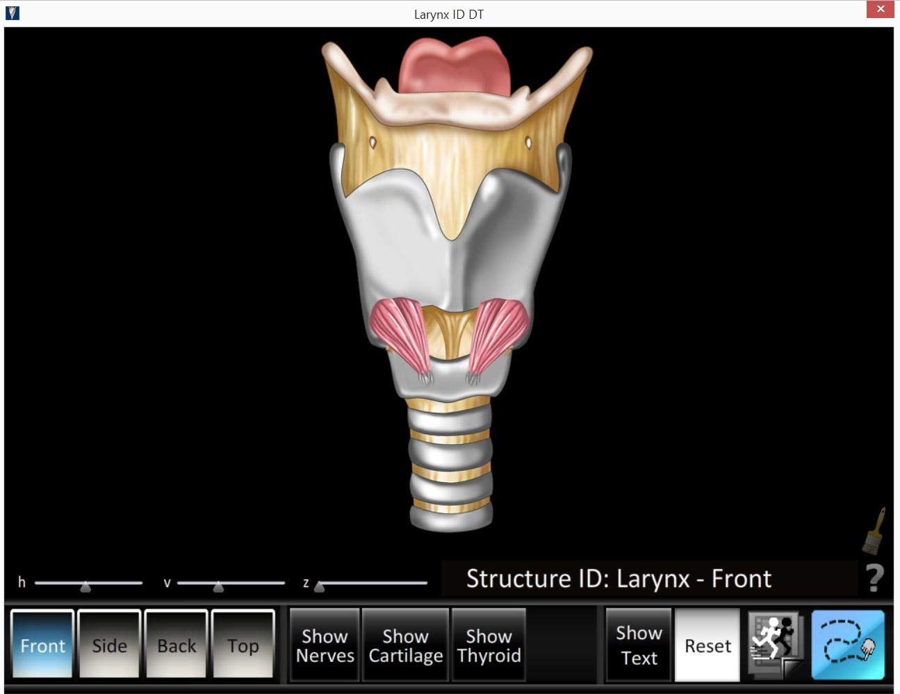 Vocal Parts, Pharynx & Larynx Anatomical Chart with Software Larynx and Vocal Fold ID Speech Language Pathology, SLP, Singing