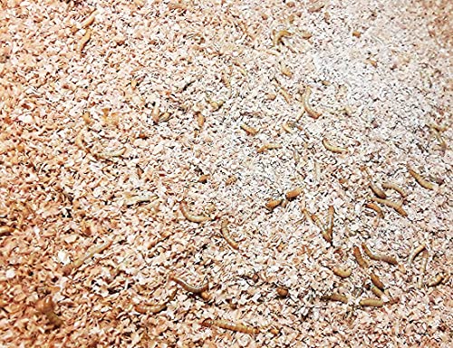 Josh's Frogs Mealworm & Superworm Wheat Bran Bedding and Food Source (5 Quarts)