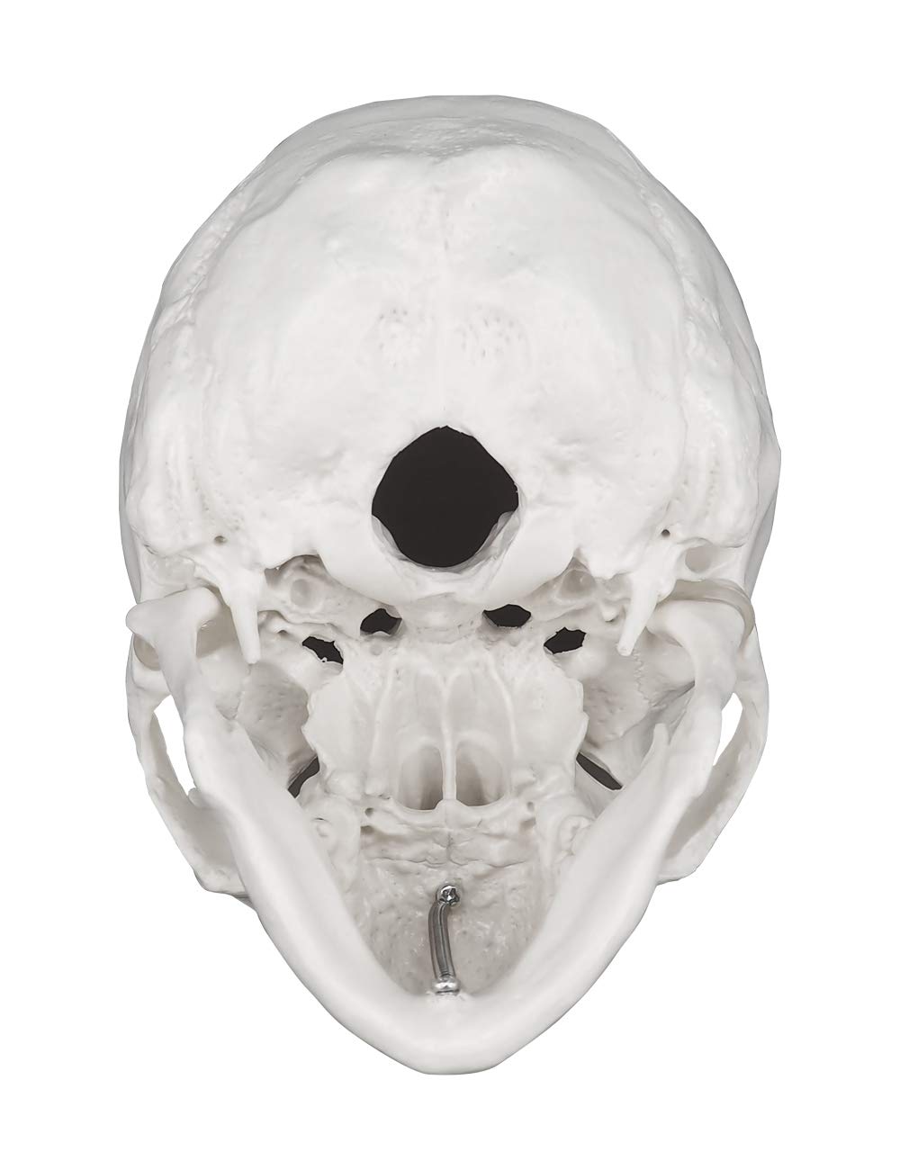 Human Skull Model, Life Size 3-Part Anatomical Model with Removable Skull Cap and Articulated Mandible for Medical Student Human Anatomy Study Course