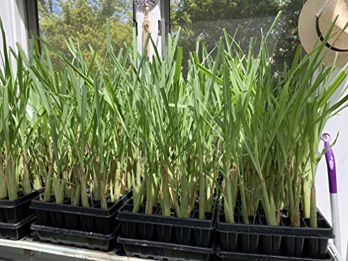 Lemongrass Rootstalk (Cymbopogon Citratus) 2 Live Plants