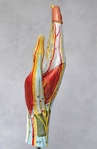 Medical Anatomical Hand Skeleton Model with Ligaments, Muscles, Nerves and Arteries, 7-Part, Life Size