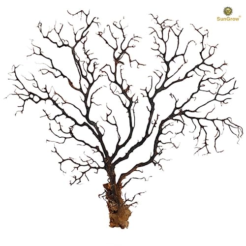 SunGrow Betta Fish, African Frog & Hermit Crab Aquarium Sea Fan, Tank Decoration, Sea Willow Aquarium Décor
