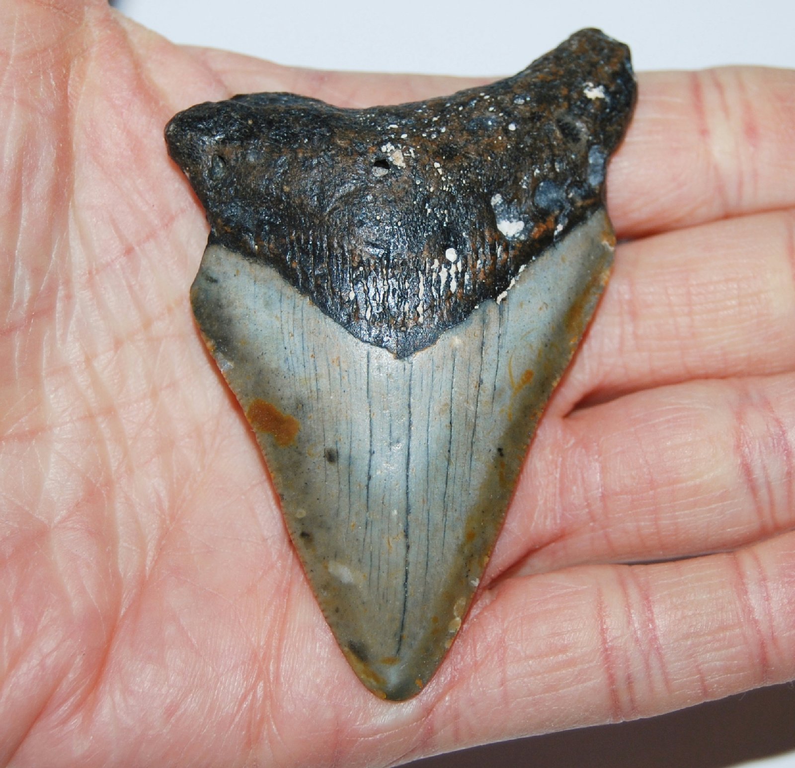 MEGALODON TOOTH Fossil SHARK 2.901 inches - Up to 25 Million Years Old #1516 5o