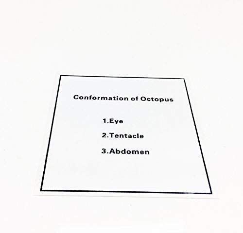 Octopus Specimen(3" x 3" x 1")