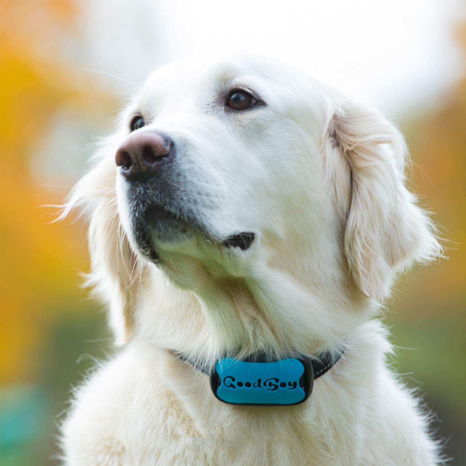 GoodBoy Bark Collar Batteries 10-Pack (2x5) 6V Alkaline Battery 4LR44 (Also Known as PX28A, A544, K28A, V34PX)