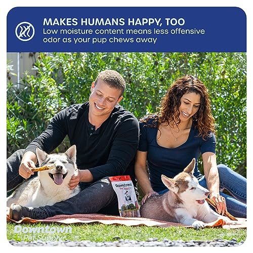 Downtown Pet Supply 6 inch Bully Sticks for Large Dogs, 5 Pack of Jumbo Extra Thick Treats for Aggressive Chewers, Single Ingredient, Rawhide-Free Long Lasting Dental Chews for Big and Medium Dogs