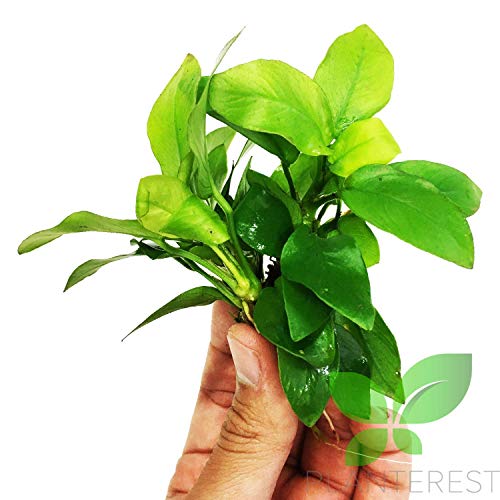 Planterest β Anubias Nana Golden Potted Easy Live Aquarium Plant Decorations BUY2GET1FREE