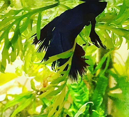 Planterest β Water Wisteria Hygrophila Difformis Bunch Live Aquarium Plant Decorations BUY2GET1FREE