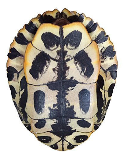Pond Turtle Shell (6-7 inches) (Natural Bone Quality A) Red Eared Slider Real Turtle Shell - Genuine - Authentic