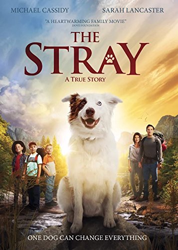 Pure Flix Entertainment DVD-The Stray