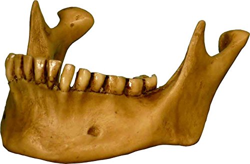 Nose Desserts Life Size Model Human Skull Replica Aged Earth-Brown Relic - Medical Anatomy Reproduction Brand