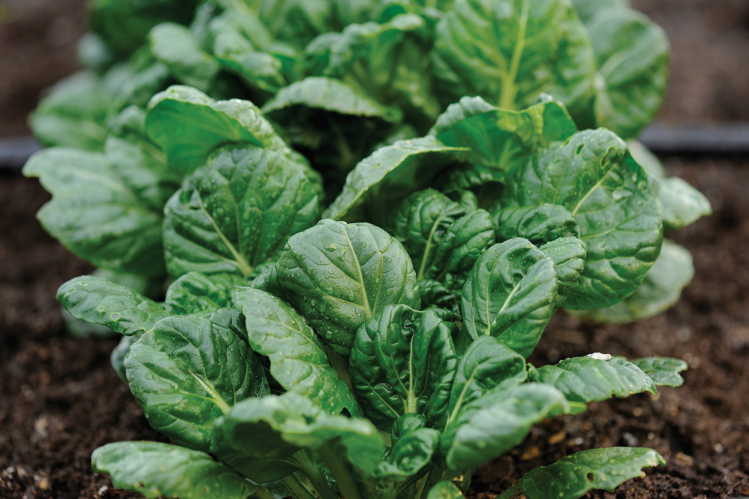 Burpee Tatsoi (Heirloom) Mustard Seeds 500 seeds