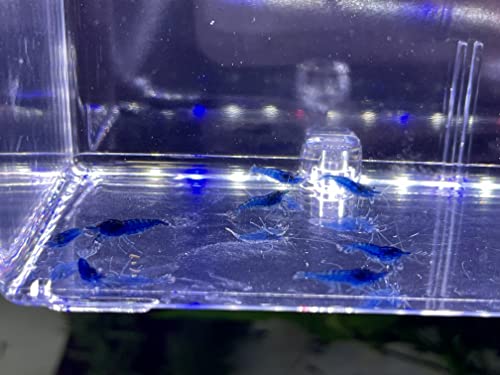 Blue Dream Shrimps Live Freshwater Shrimp Aquarium Neocaridina Inverts RCS (10 Shrimps (+2))