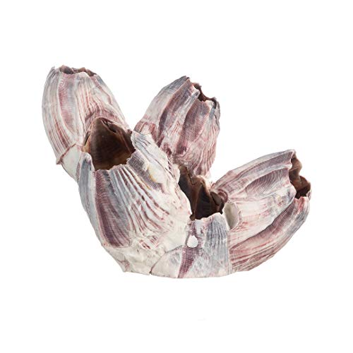 Real Purple Barnacle Cluster - 3-5" - Aquarium Ornament Piece for Decoration - Natural Barnacle Cluster for Craft and Decor - Plus Free Nautical eBook by Joseph Rains