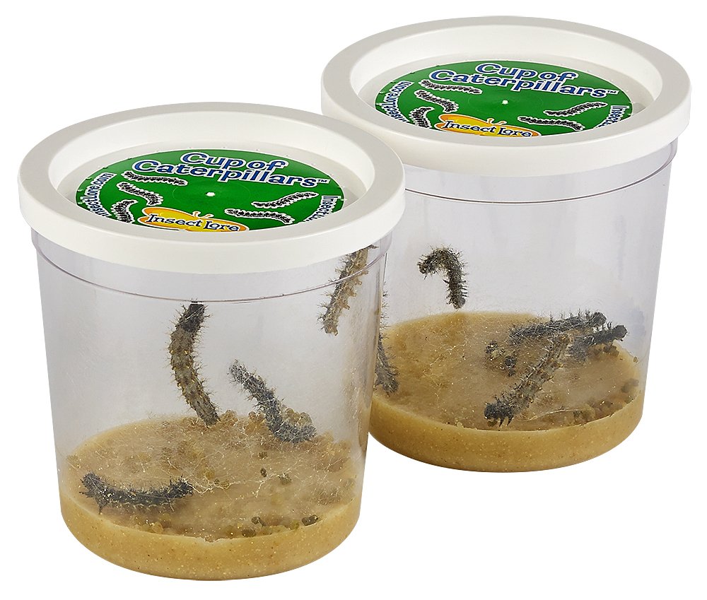 Butterfly Garden with Two Live Cups of Caterpillars - Includes Both English and Spanish Butterfly STEM Activity Journals