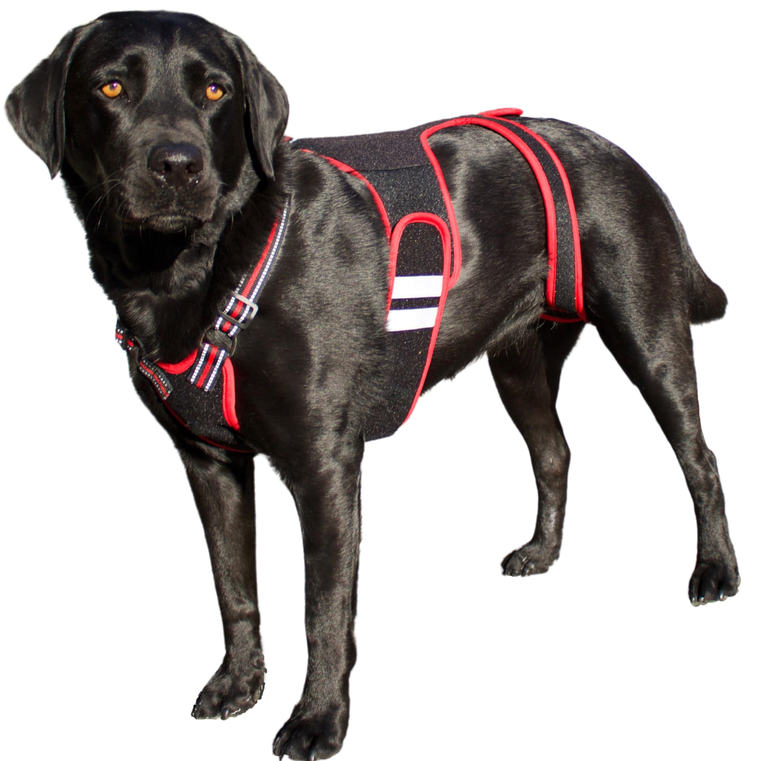 Dog Back Brace - Specialized IVDD Back Brace for Dogs, Arthritis Relief, Herniated Disc, Slipped Disc, Surgery Recovery - Dog Spine Support Harness - IVDD Dog Supplies, PetAngell - Large