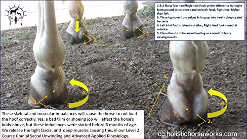 Holistic Horseworks “Level 1: Equine Musculoskeletal Unwinding” DVD Course - Certified Horse Massage Therapy Technique - Earn a Certificate of Completion - For Novice and Pro Horse Lovers