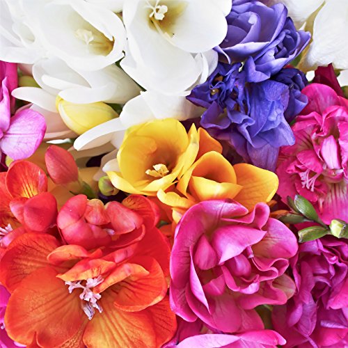 Freesia 'Double Flowering Mix' (15 Pack) Plant Bulbs for Gardening - Fragrant Freesia Mix Colors, Professional Growers from Easy to Grow