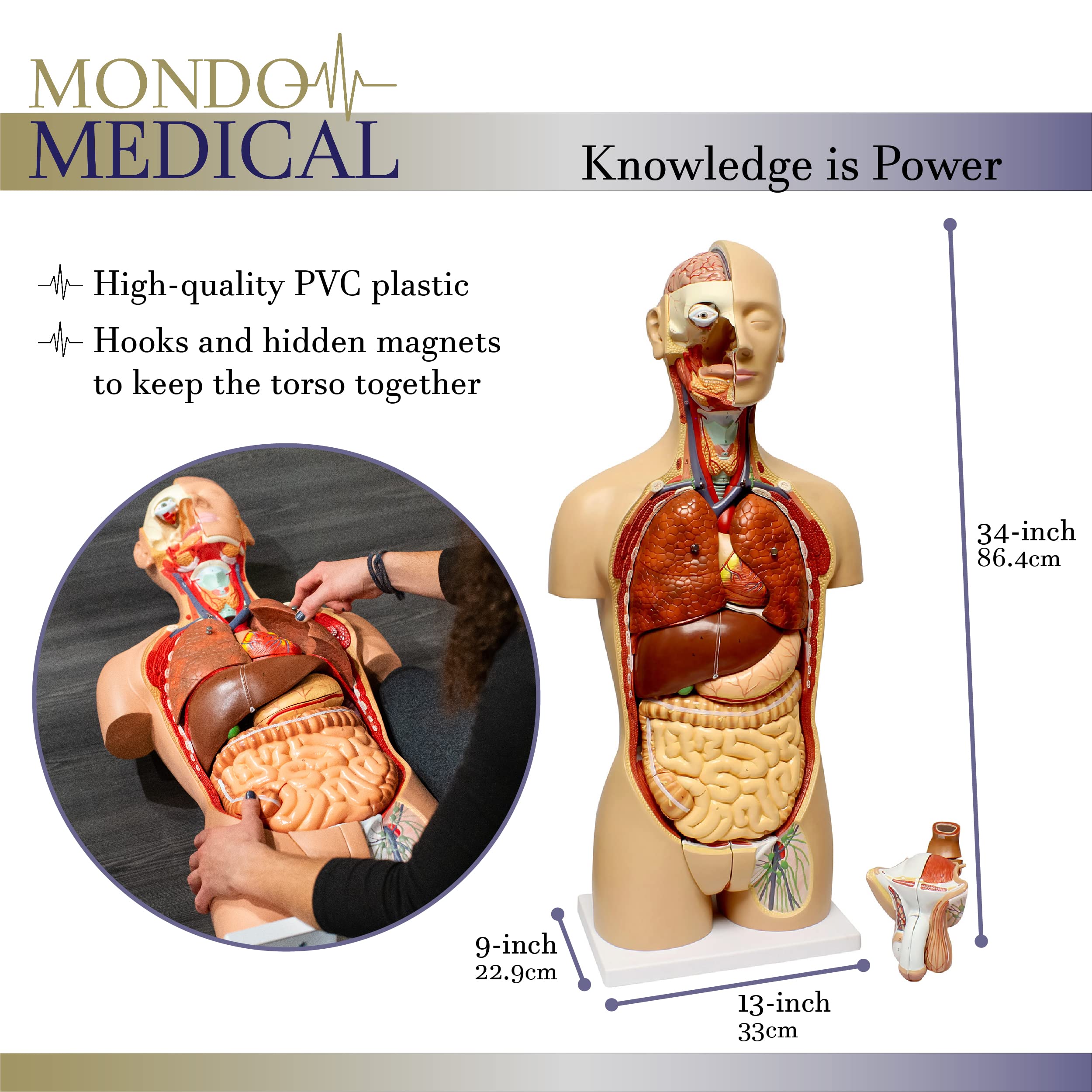 MonMed Human Torso Model β Life Size Human Body Model Anatomy Doll with Removable Organs 3D Human Organ Model