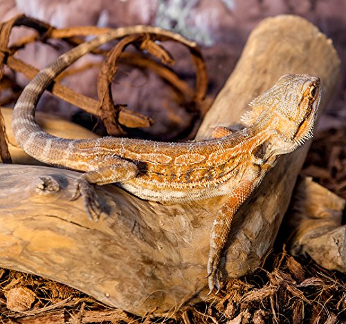 Galápagos (05282) Driftwood Branches, Natural, 2-3 Ft.