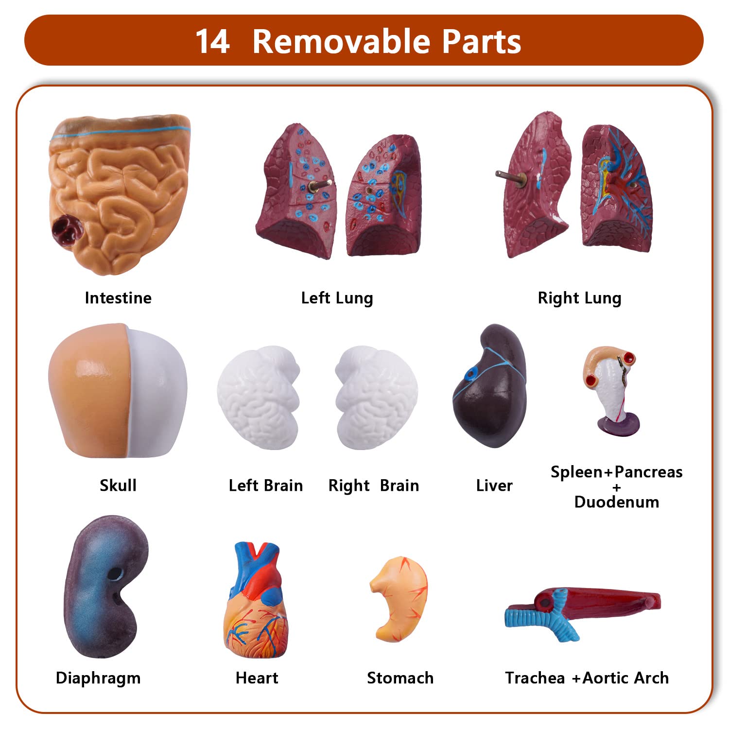 breesky 10.5inch Medical Torso Human Body Model Anatomy Doll 15 Removable Parts Education Organs Model for Teaching Study Class Students (Red)