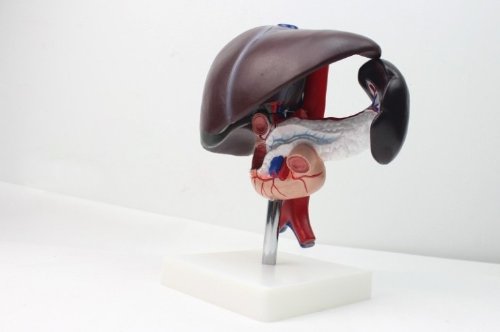 Human Life Size Liver, Pancreas and Duodenum Simulation Model Medical Anatomy Type:YR-H-XC-311