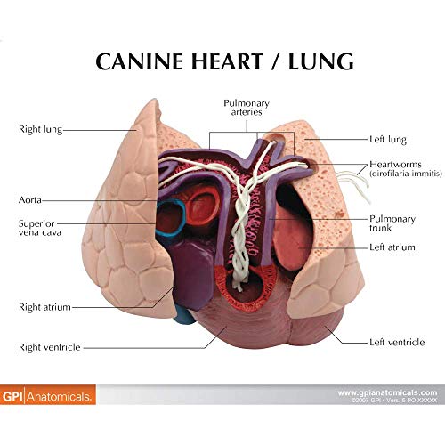 GPI Anatomicals - Canine Heart and Lungs Model, Replica with Heartworm Infestation for Anatomy and Physiology Education, Anatomy Model for Veterinarianās Offices and Classrooms, Medical Study Supplies