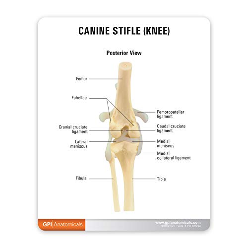 GPI Anatomicals - Canine Knee Model, Normal Knee Joint Replica for Canine Anatomy and Physiology Education, Anatomy Model for Veterinarianās Offices and Classrooms, Medical Study Supplies