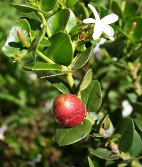 Bonsai Boy Flowering Dwarf Plum - Medium carissa macrocarpa