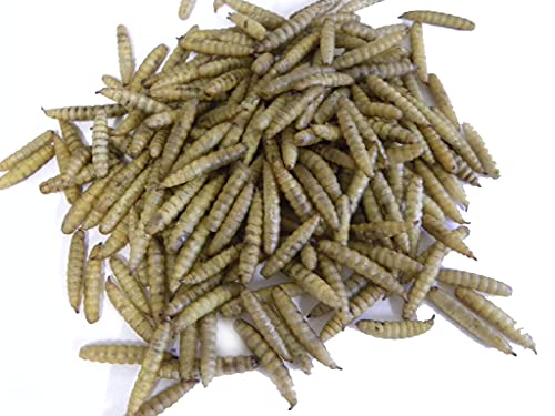 NaturesPeck Worm Combo - 10 lbs (5lbs Mealworms + 5lbs Sunworms)