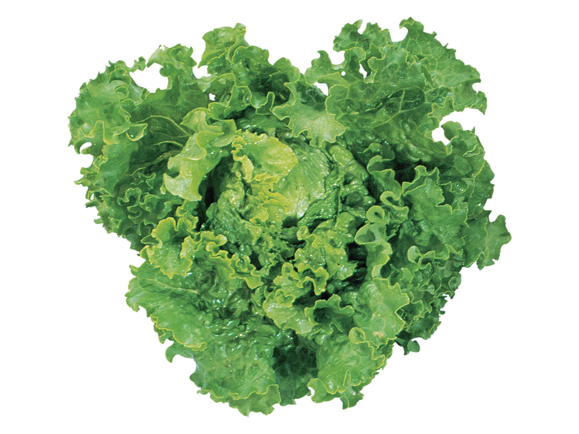 Burpee Green Ice Lettuce Seeds 1000 seeds