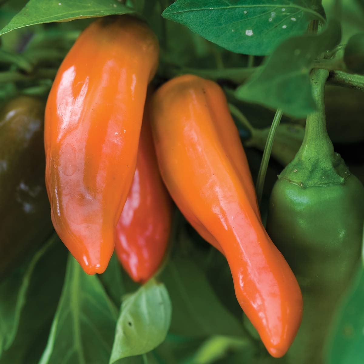Burpee Tangerine Dream Sweet Pepper Seeds 30 seeds