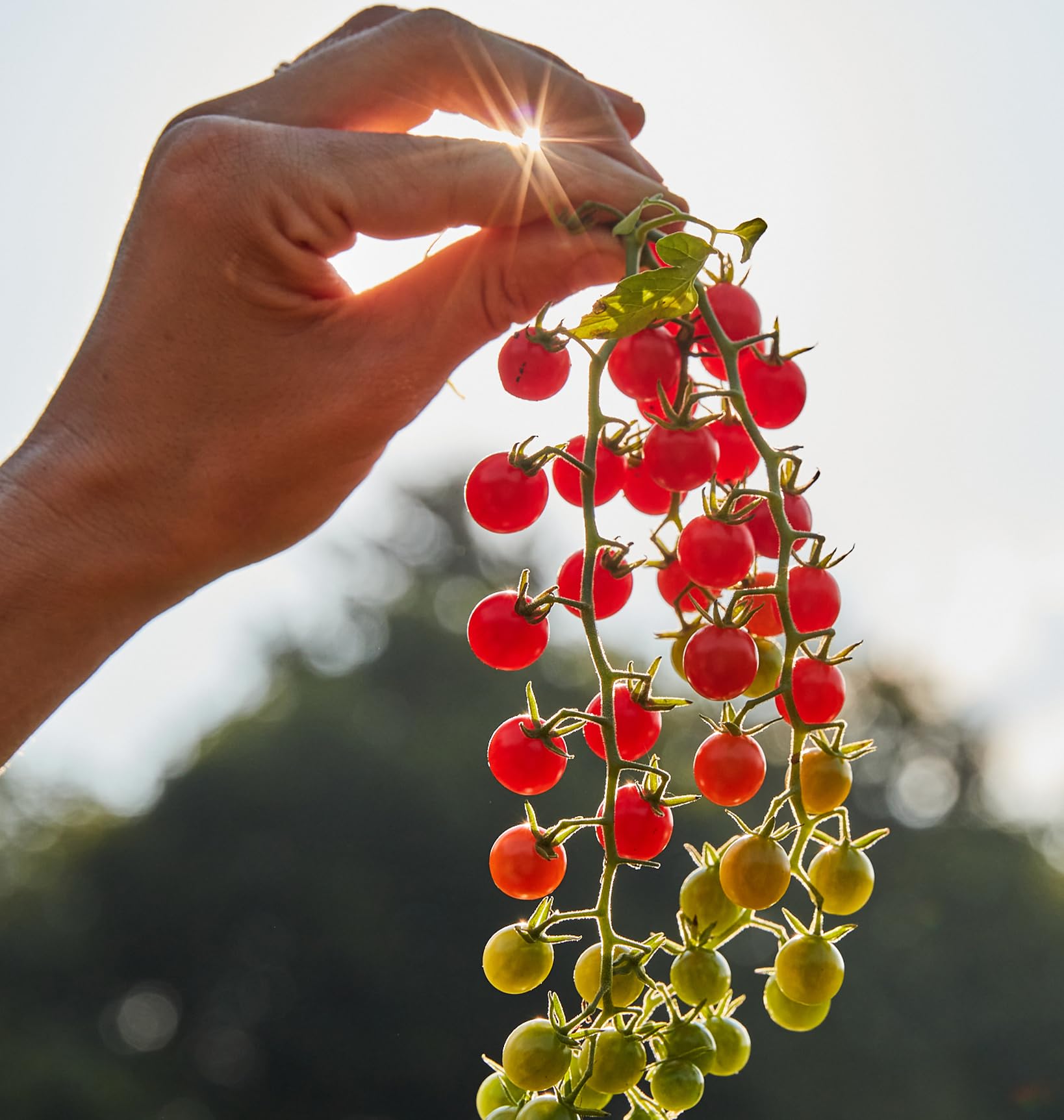 Burpee 'Red Currant', Red Cherry Tomato, Sweet Flavor, 60 Non-GMO Seeds