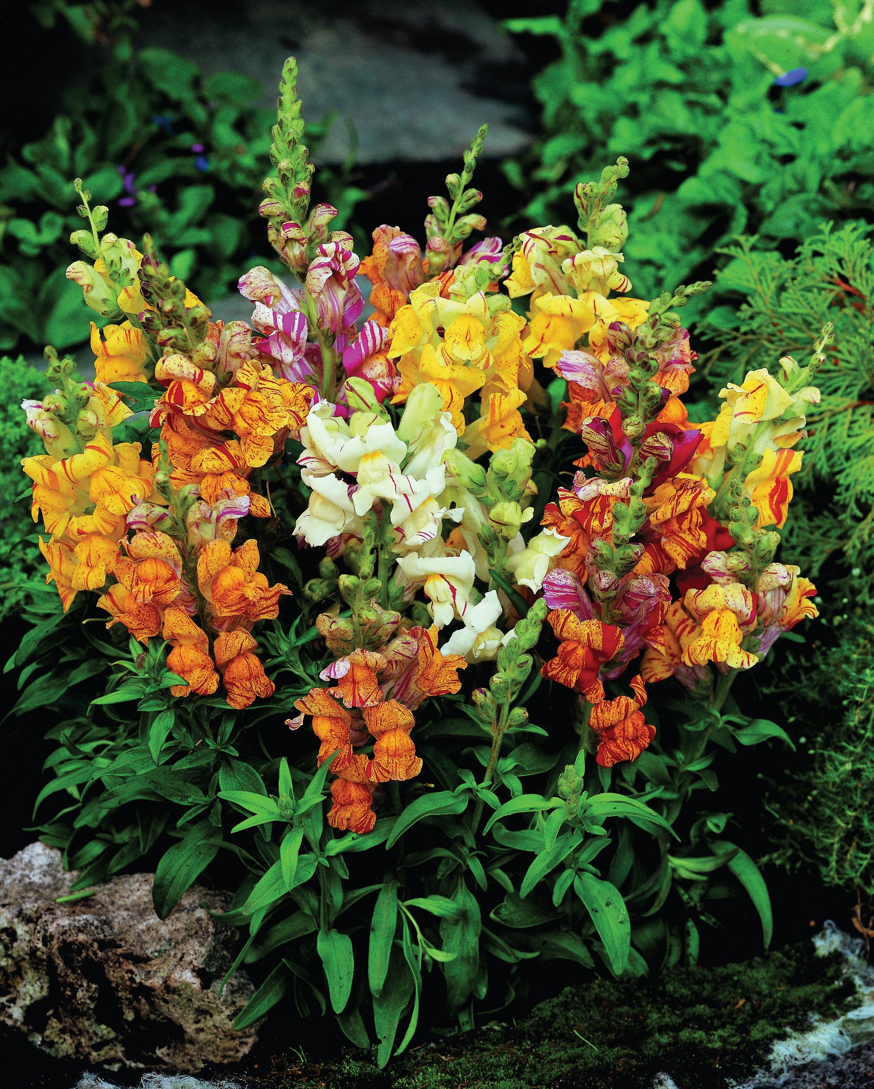 Burpee Tutti Frutti Snapdragon Seeds 60 seeds