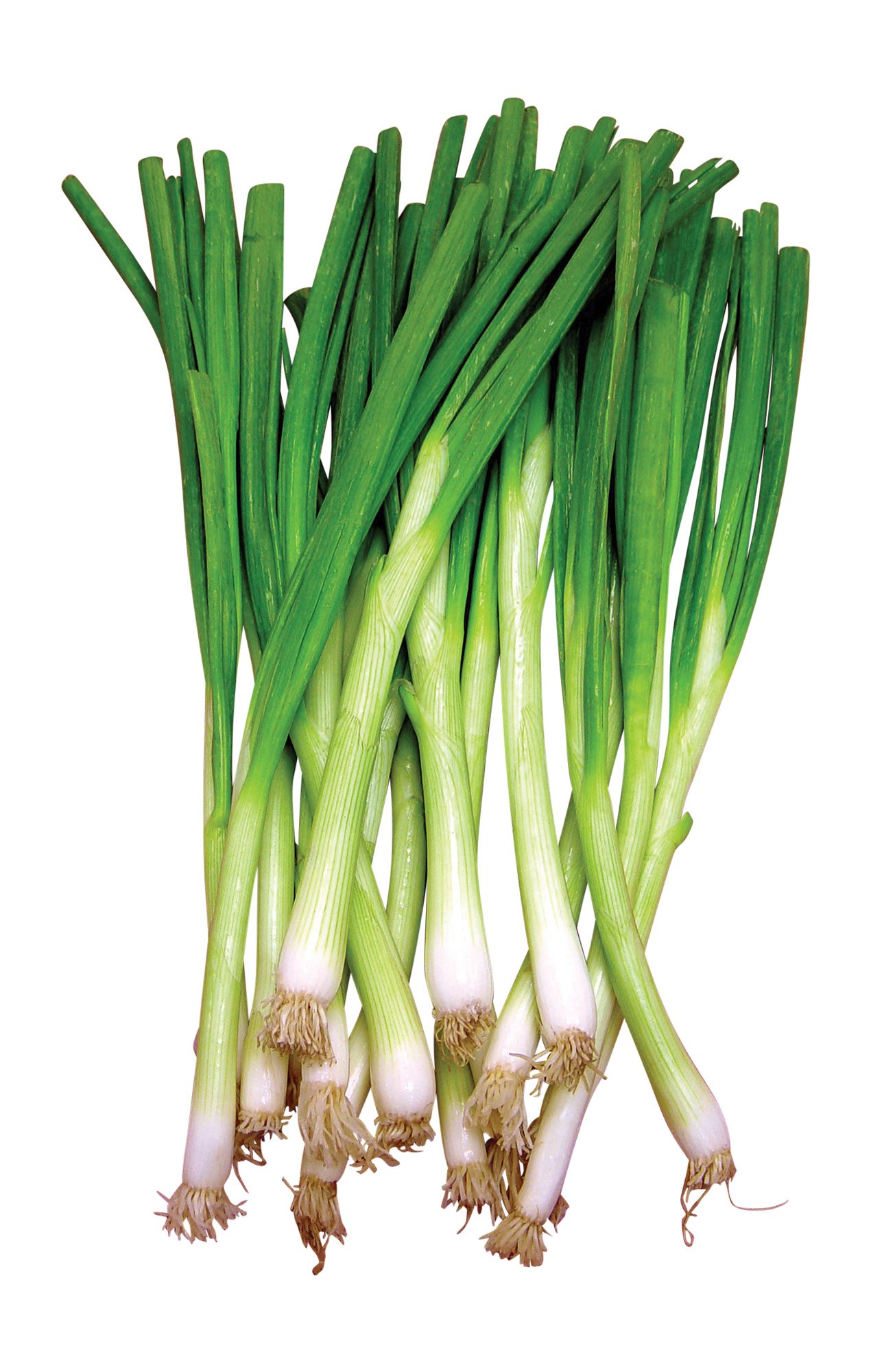 Burpee White Lisbon Bunching Onion Seeds 1000 seeds